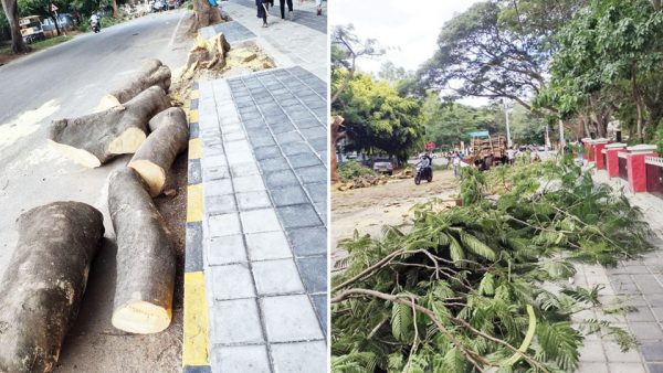 Rickety Gulmohar trees near Cheluvamba Park axed - Star of Mysore