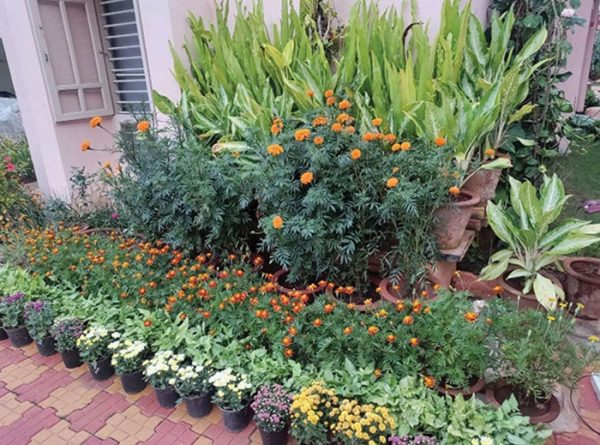 Dasara Garden Contest: Pejawar Sridhama’s Old Age Home bags first prize ...