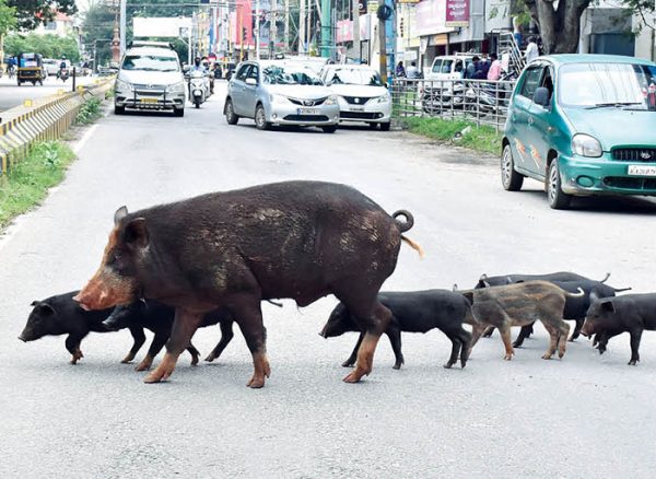 Stray Menace in Mysuru - Star of Mysore