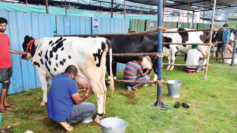 Cow milking contest begins - Star of Mysore