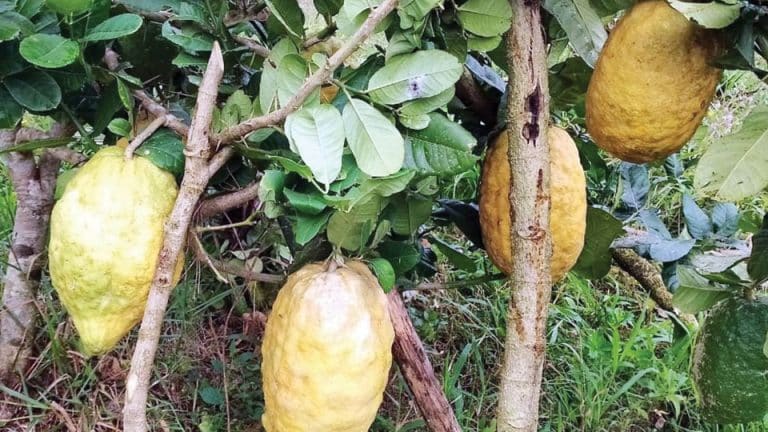 Giant of a lemon - Star of Mysore