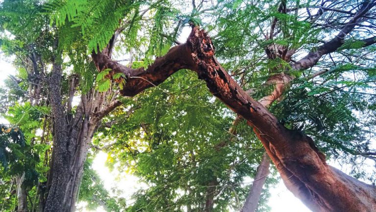 Decaying tree poses danger near entrance of MUDA - Star of Mysore