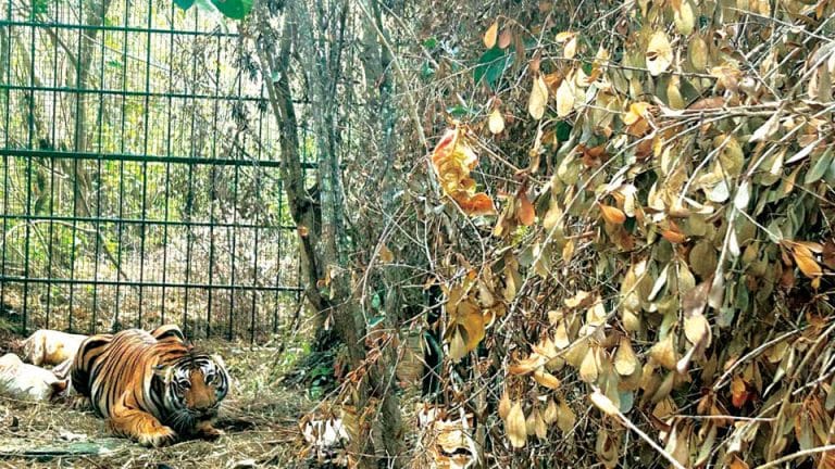 Tiger trapped near Saragur - Star of Mysore