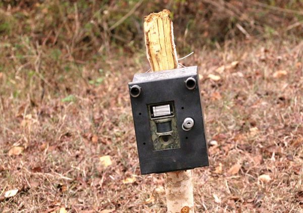 Camera trap wildlife census begins in Bandipur Reserve - Star of Mysore