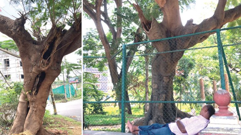 Protect Gulmohar trees, save human lives - Star of Mysore
