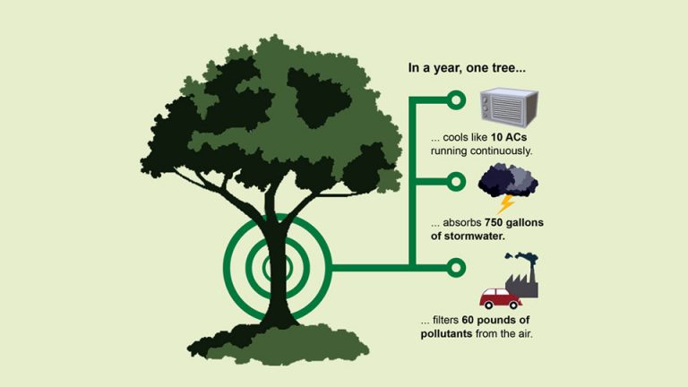 Too Hot ? It’s Tree Time - Star of Mysore