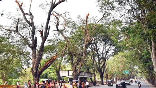 60 Trees Fall - Star of Mysore
