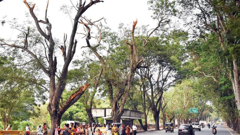 60 Trees Fall - Star of Mysore
