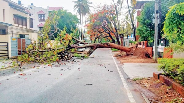 Trees continue to fall across city... - Star of Mysore