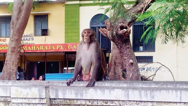 Rhesus Monkey spotted in Mysuru - Star of Mysore