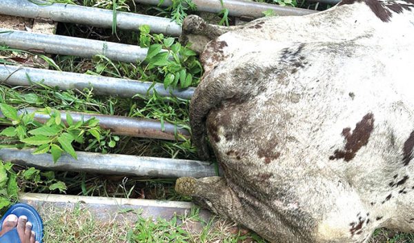 Cow ‘trap’ped - Star of Mysore