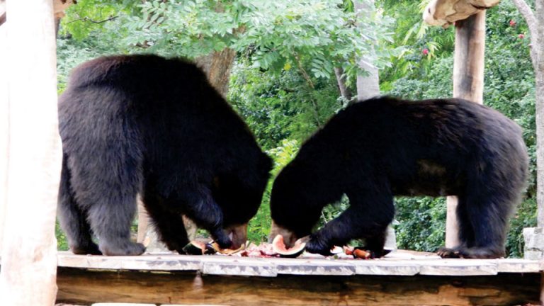 Sloth bear enclosure inaugurated at Zoo - Star of Mysore