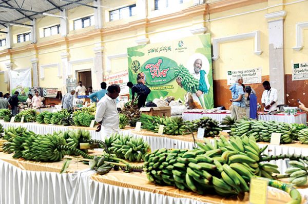 3-day Banana Festival begins in city - Star of Mysore