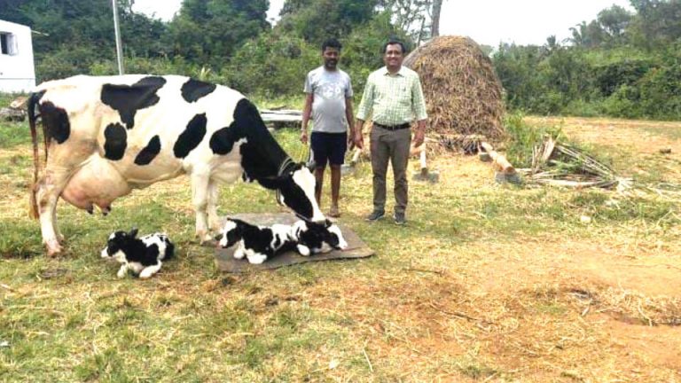 Cow in Dinka village gives birth to triplets - Star of Mysore
