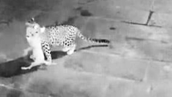 Leopard Rescue Centre to come up at Yelwal - Star of Mysore