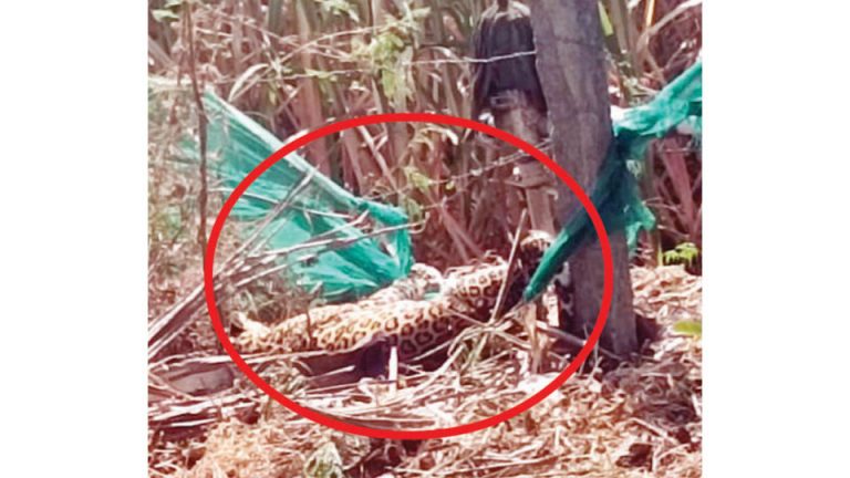 Female leopard caught in snare dies - Star of Mysore