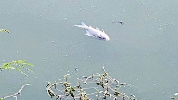 Dead fish float in Kukkarahalli Lake - Star of Mysore