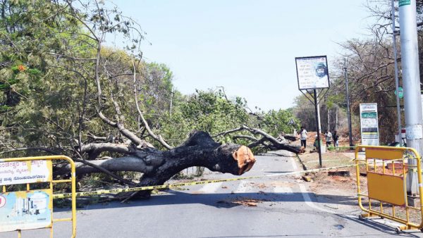 Massacre of Trees: What Govt. must do NOW - Star of Mysore