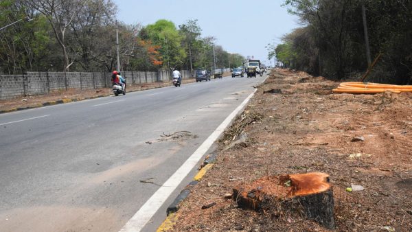 Felling of 40 trees on Hyder Ali Road: Online petition to save Mysuru’s ...