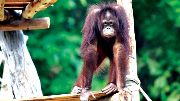 Ailing Minnie dies at Zoo - Star of Mysore