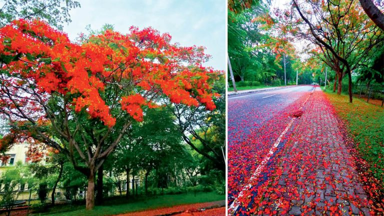 Season for Gulmohar to bloom and swathe city roads in red - Star of Mysore
