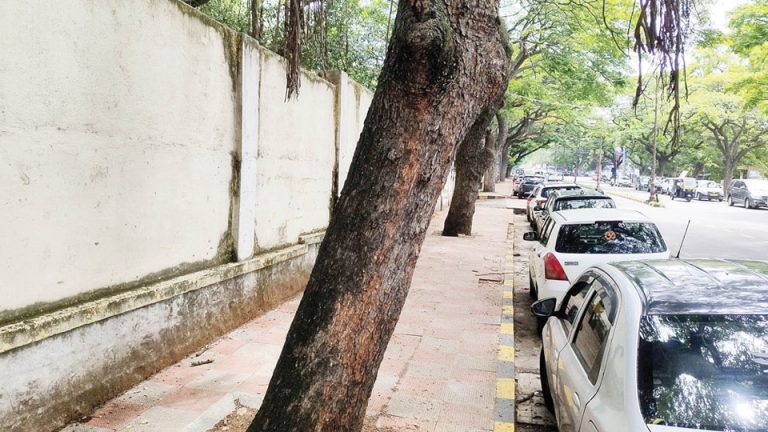 Weak Trees warning ! - Star of Mysore