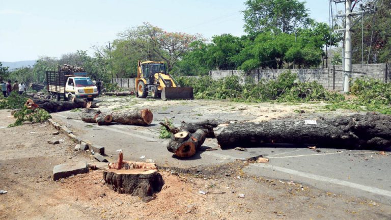 Hyder Ali Road tree felling: Probe clears officers but ducks crucial ...