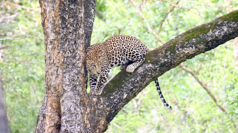 MM Hills forest officials accused of covering up leopard death - Star ...