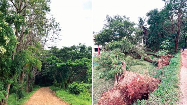 Heavy rains bring down trees - Star of Mysore