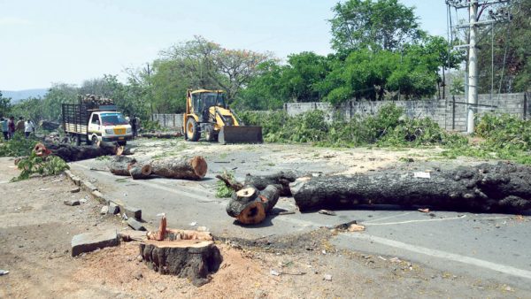 Grieving for terrorism on city trees: Mysore Was Built Before the Car ...