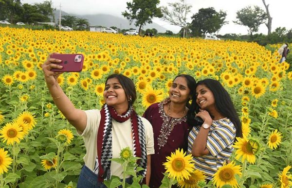Fields of Gold: Sunflower bloom into a seasonal spectacle at Gundlupet ...