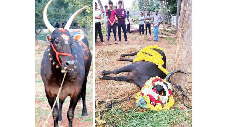 Temple bull succumbs to rabies at Metagalli - Star of Mysore