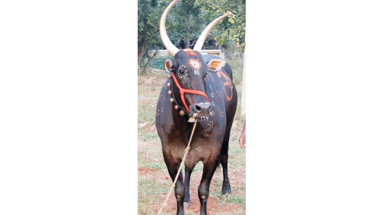 Metagalli youths care for Temple Bull battling rabies - Star of Mysore