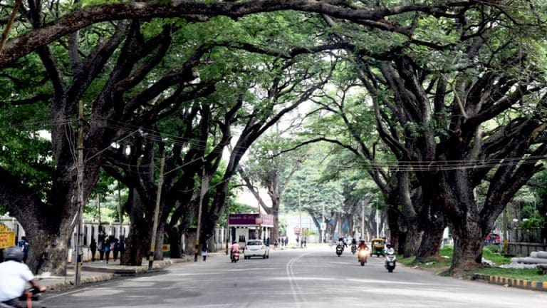 Tree census: A landmark step towards green heritage - Star of Mysore