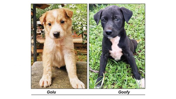 Star Pups: Adopt us... - Star of Mysore