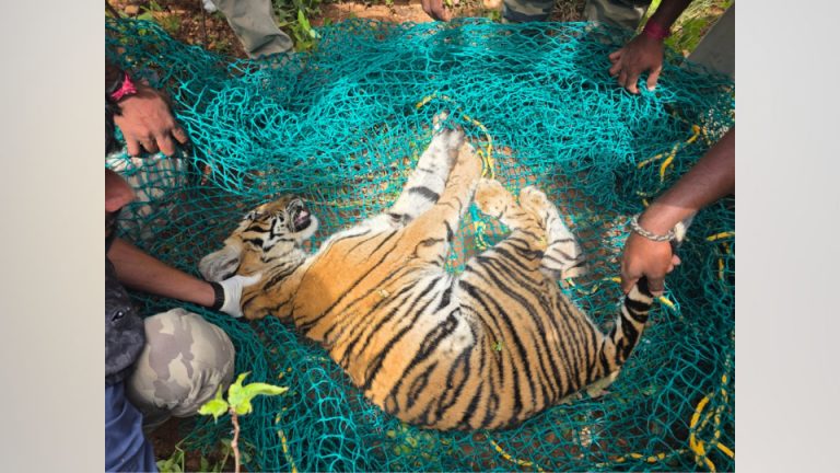 Tiger trapped after attack on villager - Star of Mysore