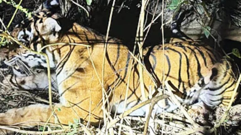 Suspected killer tiger captured - Star of Mysore