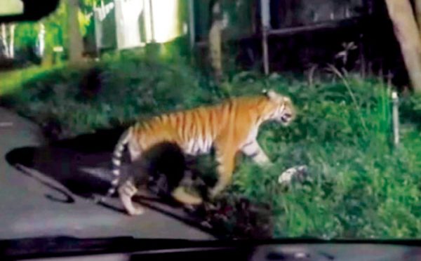 Tiger sighting at BEML: 10 camera traps set up to trace movements ...