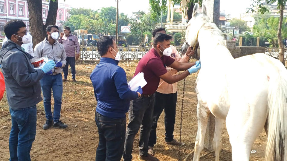 Glanders equine disease scare: 598 blood samples sent for lab testing ...