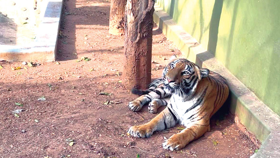 Tigress Preethi dies at Mysuru Zoo - Star of Mysore