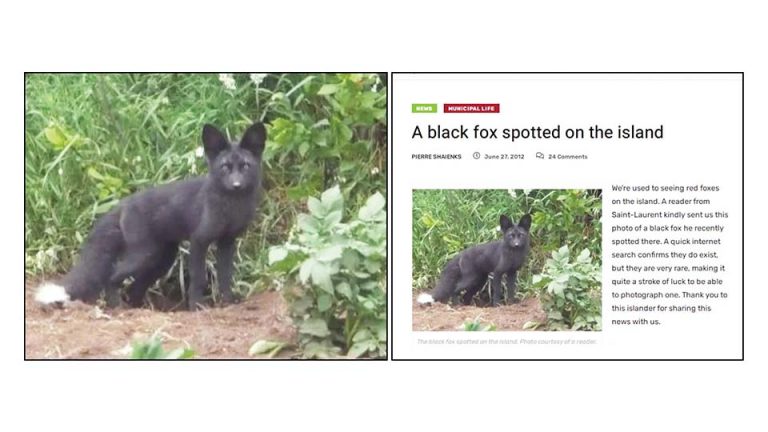 Viral photo of Black Fox is fake - Star of Mysore