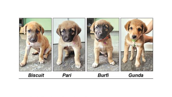Star Pups: Adopt us... - Star of Mysore