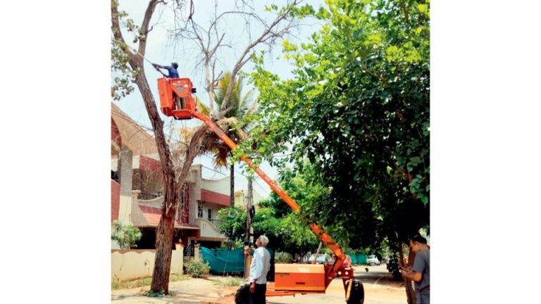 MCC begins tree pruning - Star of Mysore