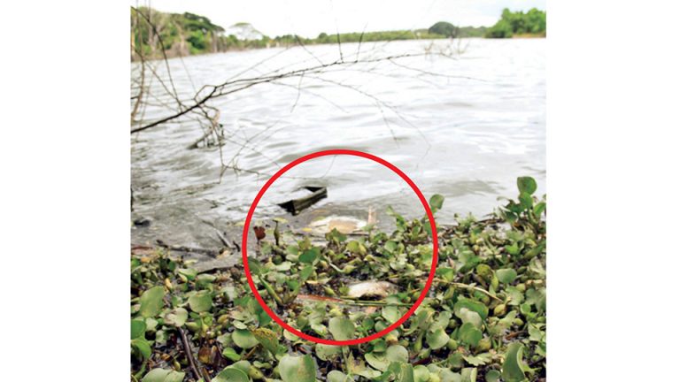 Fish die in Lingambudhi Lake, residents blame sewage inflow - Star of ...